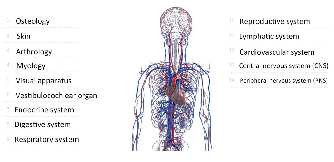 Anatomy Teaching Display | 58" 3D Imaging System
